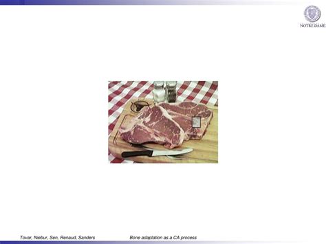 Ppt Bone Structure Adaptation As A Cellular Automaton Optimization Process Powerpoint