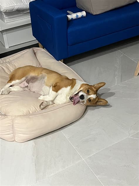 우리 코기 입양후기💖 입양사진과 실제후기 강아지고양이 무료입양 실제후기 아이조아보호소