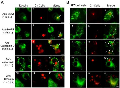 Cryptococcus Neoformans Intracellular Trafficking In Drosophila S2 A