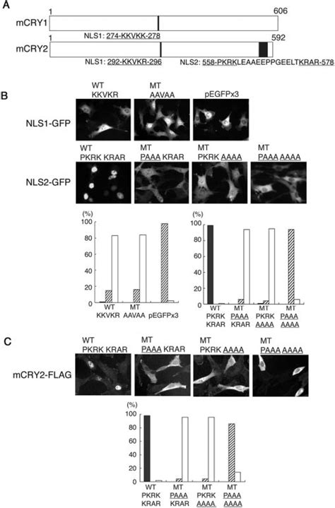 A Bipartite Type Nuclear Localization Signal Nls2 In The