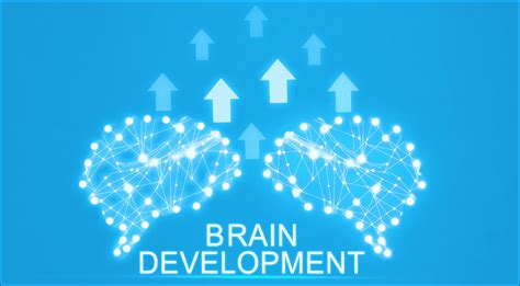 Exploring The Interplay Of Brain Development And Psychology A