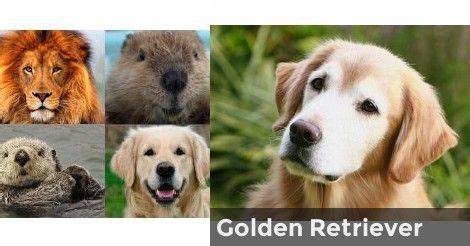 Golden Retriever Personality Test