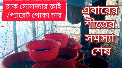 ব্লাক সোলজার ফ্লাই বা প্যারেট পোকা চাষে শীতের ঝামেলা শেষ ।। Black Solder Fly Farming In