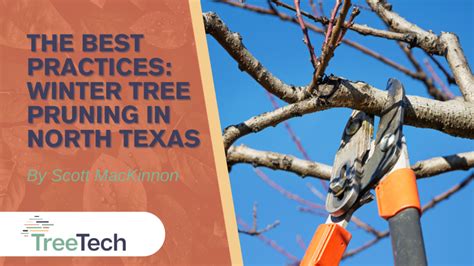 The Best Practices For Winter Tree Pruning In North Texas TreeTech