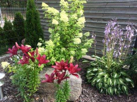 Лилии посадка и уход в открытом грунте Советы начинающим садоводам