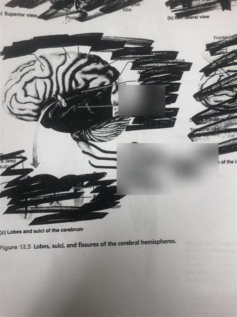 Brain Diagram Quizlet