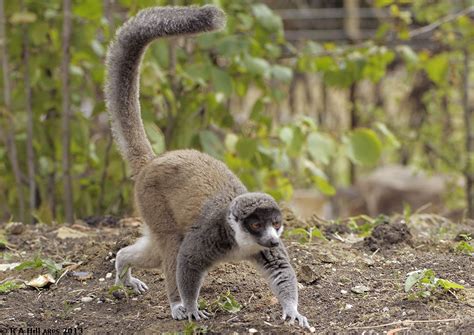 Female Mongoose Lemur Adult Eulemur Mongoz Madagascar Wa… Flickr