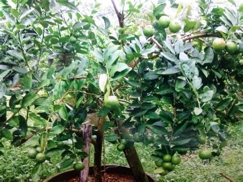 ต้นพันธ์มะนาวแป้นพวง จากสมุทรสาคร แบบเพาะถุงชำความสูง70 80เซน Teeploy Thaipick