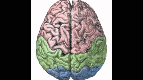 Procedural Memory Definition Examples And How To Improve It