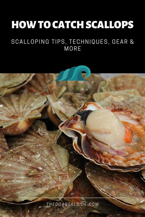 How To Catch Scallops Scalloping Tips Techniques Gear The Coastal Side Scallops Fresh