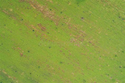 Aerial View Of War Damaged Field With Growing Grass Conflict Aftermath
