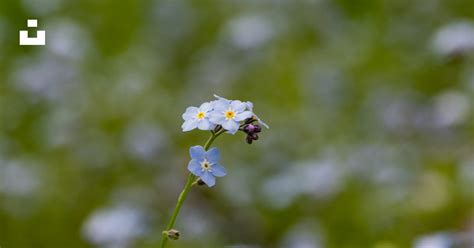파란색과 흰색 꽃이 가득한 들판 사진 Unsplash의 무료 꽃 배경 이미지