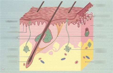 Skin Diagram Diagram Quizlet