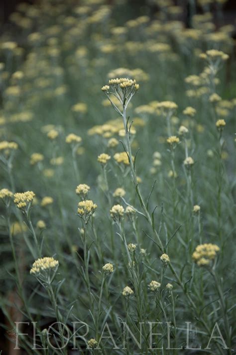 How To Grow Helichrysum — Floranella
