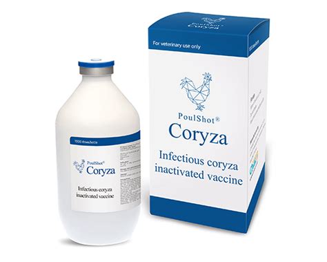 Coryza Chicken Disease Infectious Coryza Chicken Nmxblo