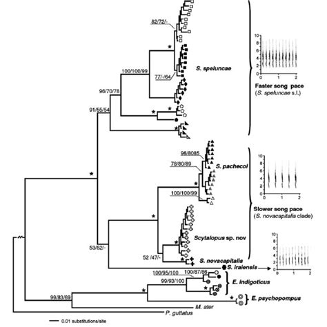 Bayesian Phylogeny Of The Combined Mitochondrial Nd2 Cyb Data Set