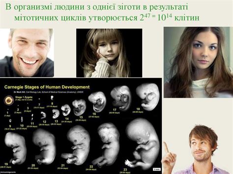 Розмноження Будова статевих клітин гаметогенез мейоз презентация онлайн