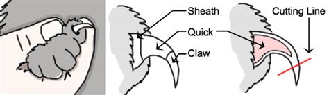 Cat Claw Clipping San Francisco Spca
