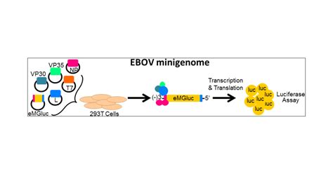 High Throughput Minigenome System For Identifying Small Molecule Inhibitors Of Ebola Virus