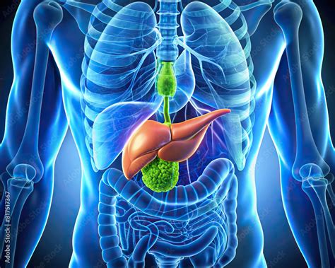 Close Up Of A Human Gallbladder Emphasizing The Cystic Duct