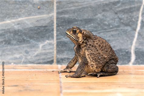 Fat Asian Common Toad Or Black Spined Toad Duttaphrynus Melanostictus