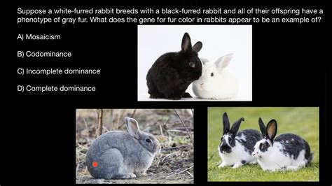 Codominance Examples In Animals