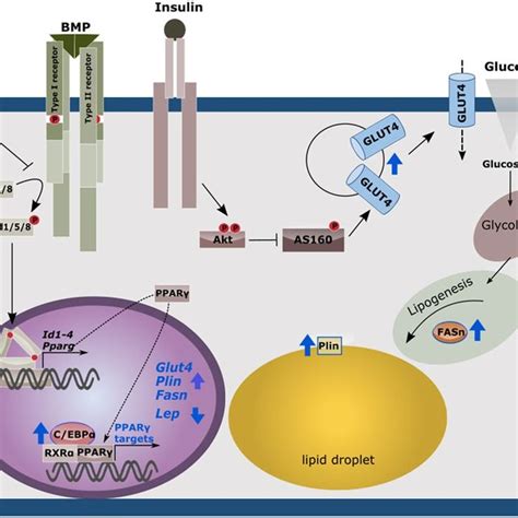 Bmp2 Or Bmp6 Signaling Enhances Adipocyte Function The Bmp Smad