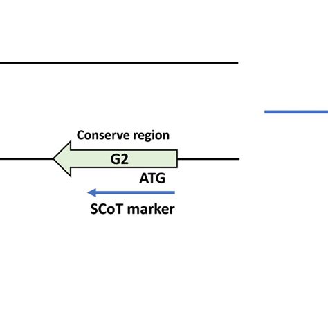 Schematic Representation Of Scot Marker Based Pcr Amplification