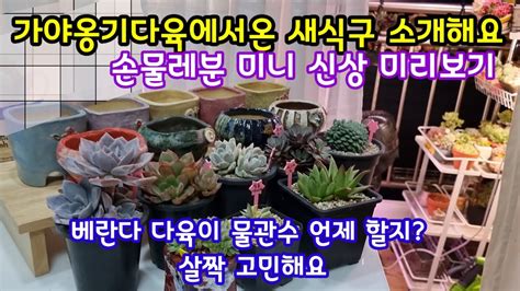 가야옹기다육 품어온 새식구 소개해요🌸 신상 손물레분 미니버젼 미리보기 🪴베란다 다육이 물을 줘야 하는데 고민유😆 Youtube