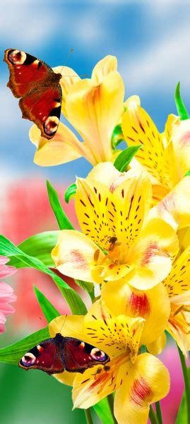 Купить фотообои Желтая альстромерия (#10254) | заказать в каталоге ...