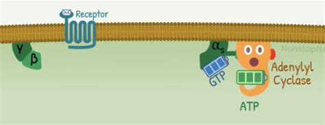 Signal Transduction Flashcards Quizlet