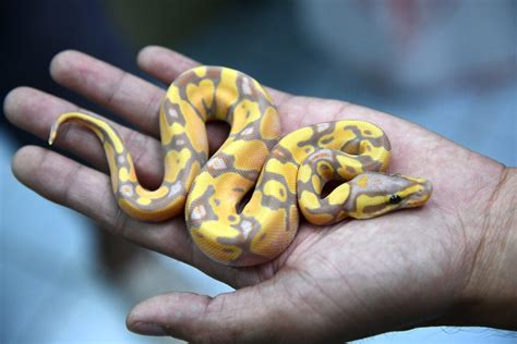 Ball Python Temperament Are They Really That Docile