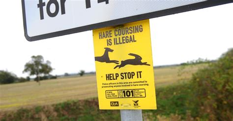 Trio Caught Hare Coursing Near Nuneaton Told Cops They Were Out For A Walk CoventryLive