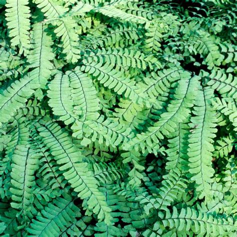 How To Plant And Grow Maidenhair Fern