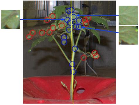 False Positives Occurring On A Leaf The Circles Represent The