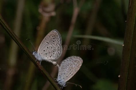 2 283 Sex Tree Stock Photos Free Royalty Free Stock Photos From Dreamstime