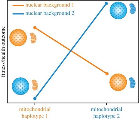 Mitonuclear Linkage Disequilibrium In Human Populations Proceedings Of The Royal Society B