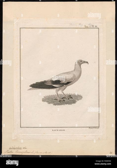 Neophron Percnopterus Between 1790 And 1832 201 Neophron