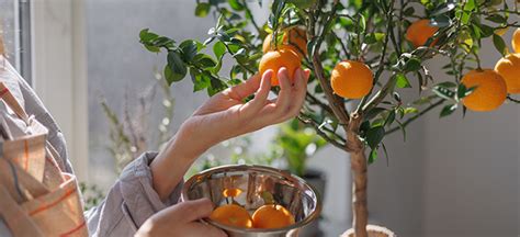 How Do I Grow A Dwarf Citrus Tree A Guide For Beginners