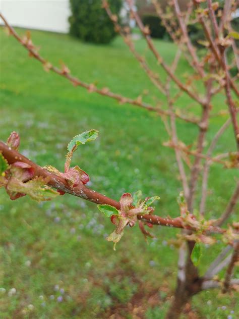cherry tree issues r backyardorchard