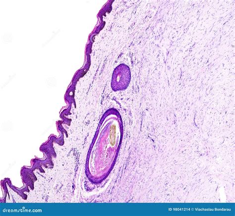 Histology Of Skin Collagen Royalty Free Stock Image