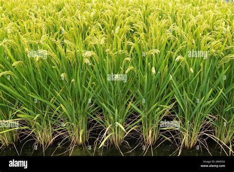 Illustration Of Oryza Sativa Bearing Ripening Panicles On, 58% OFF