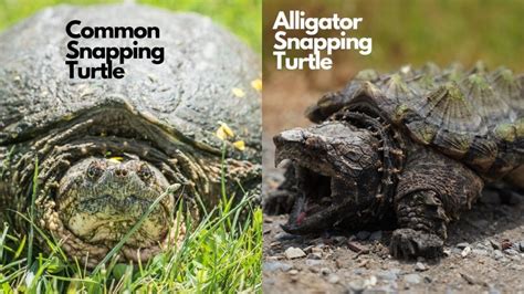 How To Determine Snapping Turtle Gender The Turtle Hub