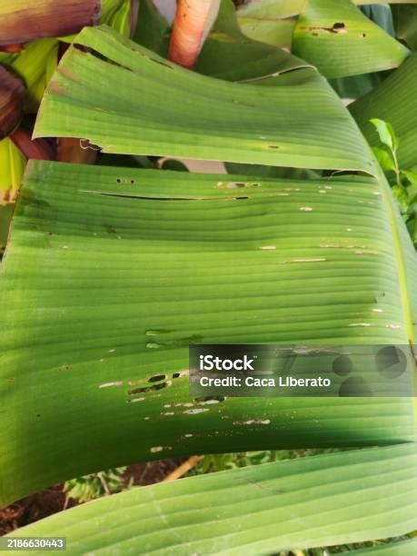 바나나 잎 자연에서 바나나 잎의 특징 열대 아이콘 다양성 및 아름다움 0명에 대한 스톡 사진 및 기타 이미지 0명 관상용