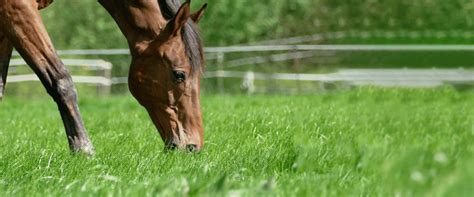 Megamin Bone Defender Agsolutions