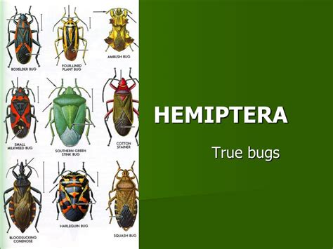 Ppt Hemiptera Powerpoint Presentation Free Download Id 4183441