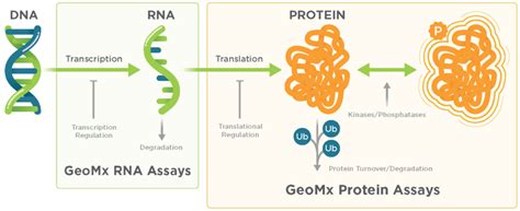 GeoMx Protein Assays For Biological Research NanoString