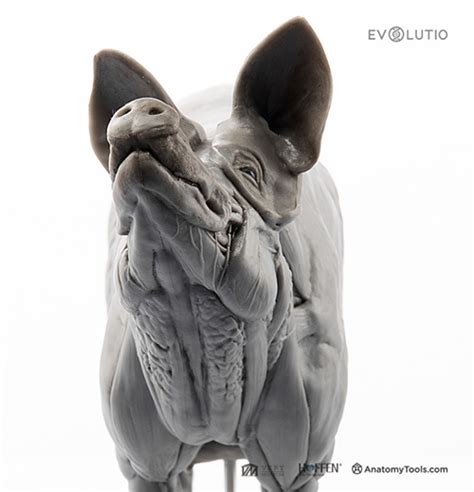 Anatomytools