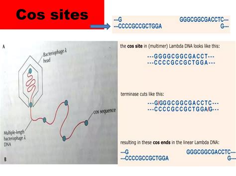 Lambda Vector Ppt