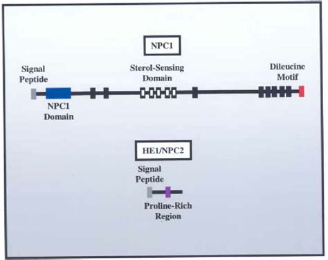 Structural Motifs Of Human Npc1 And He1 Npc2 Proteins The Npc1 Protein